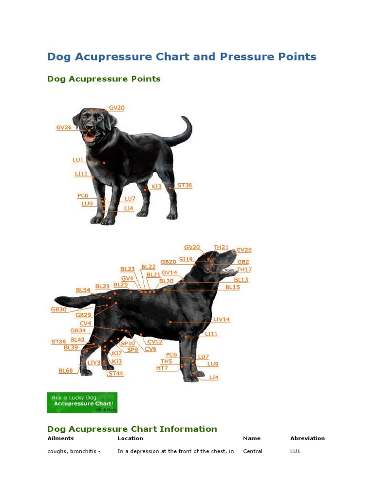 Dog Acupressure Chart and Pressure Points | PDF | Abdomen | Foot
