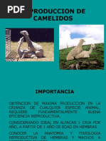Aparato Reproductor Del Pato | PDF | Sistema reproductivo animal ...
