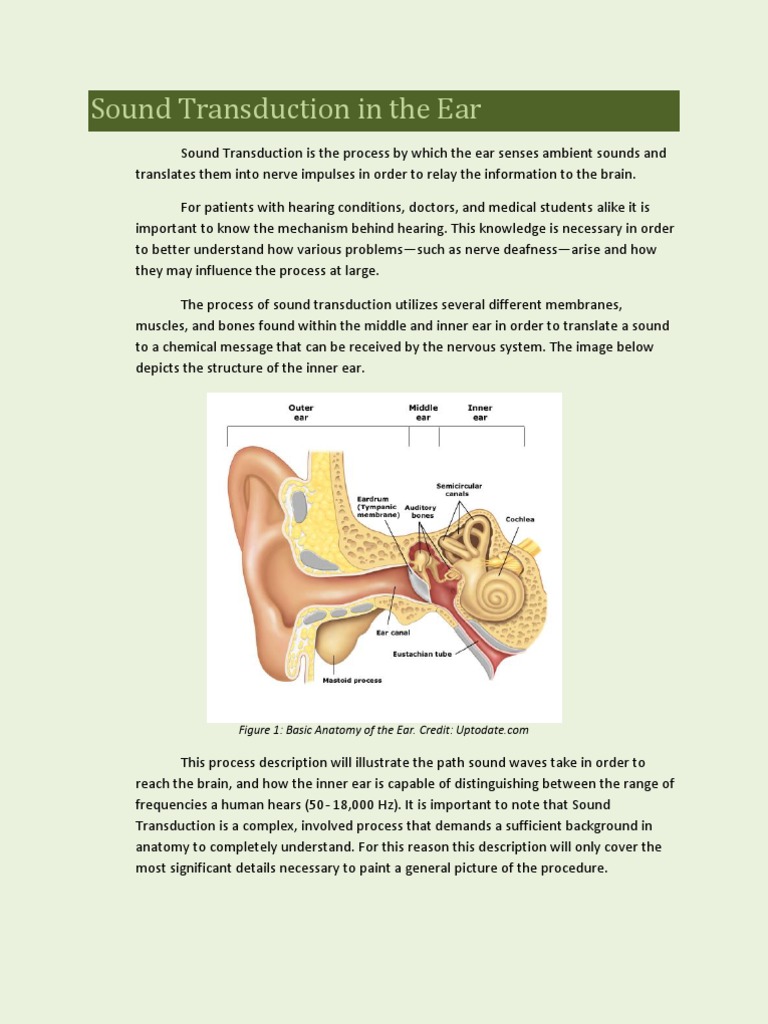 Sound Transduction Ear | PDF | Auditory System | Ear
