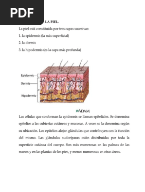 Capa De Hipodermis La Hipodermis Resumen | Vania Hernández | UDocz