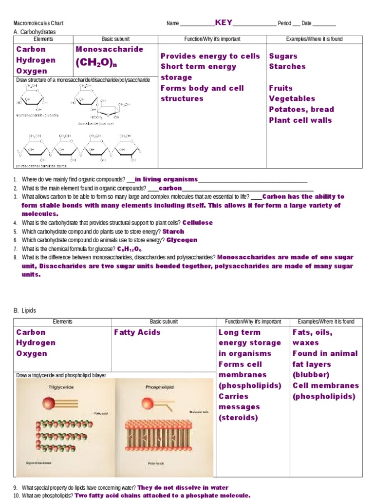 Biology Students' Macromolecule Guide | PDF | Polysaccharide ...