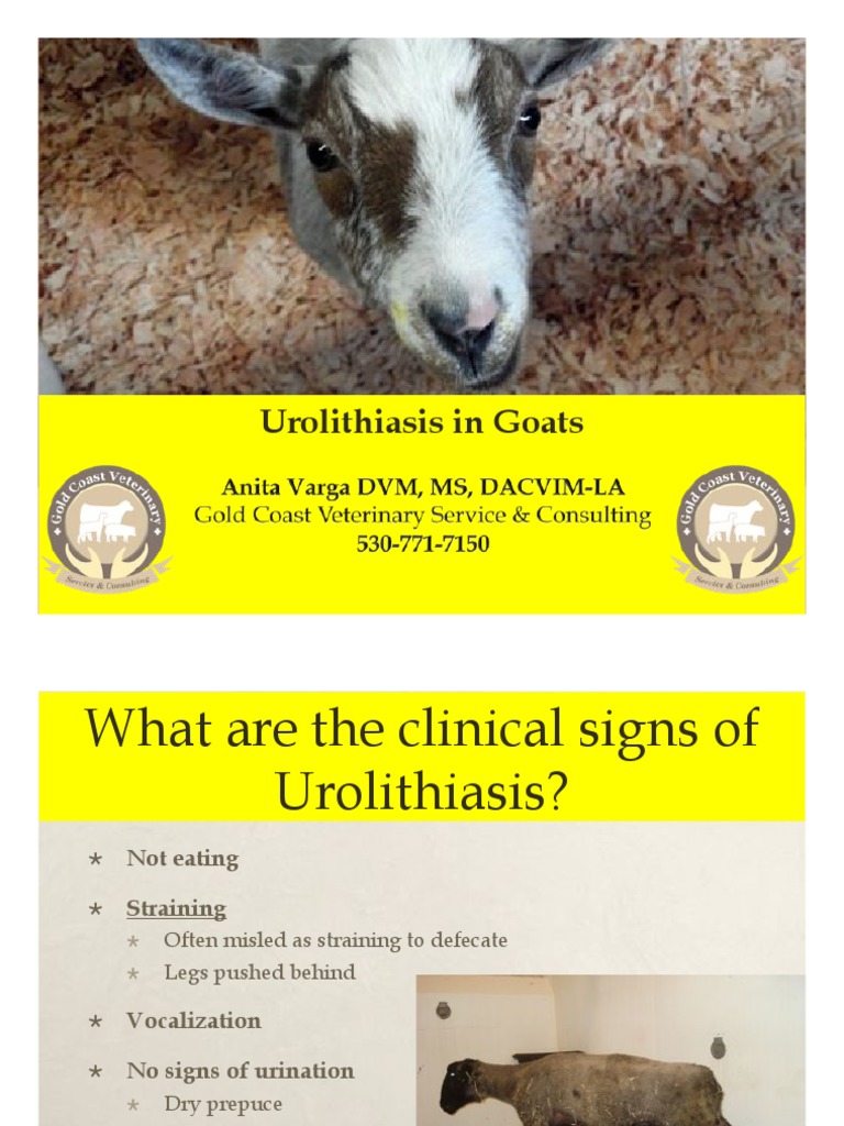 Blocked Goat Urolithiasis Handout | PDF | Urology | Medical Specialties