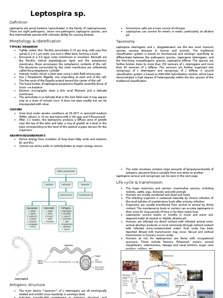 Leptospira SP | PDF | Bacteria | Infection