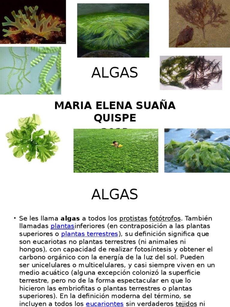 Algas | Plantas | Algas