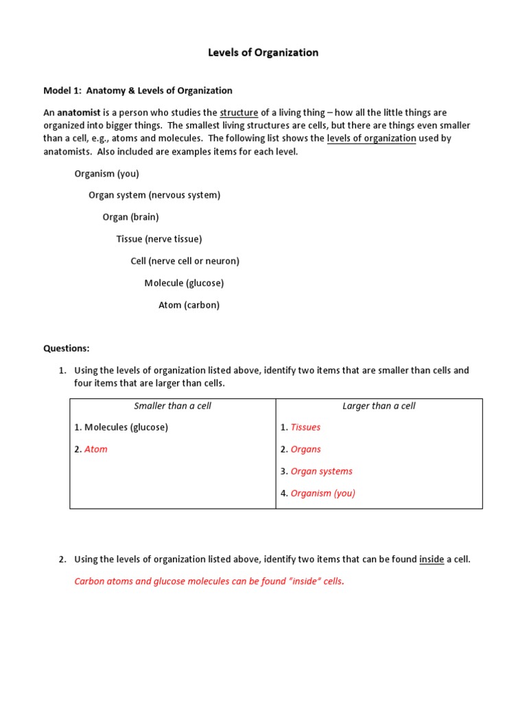 Levels of Organization Answers PDF | PDF | Organ (Anatomy) | Anatomy