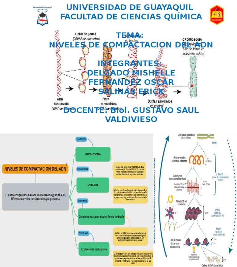 Niveles de Compactacion Del Adn | PDF | Teoria de las cuerdas | Teorías ...