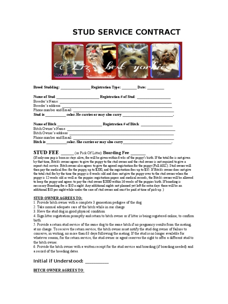 Liz's Best Yorkies Stud Contract | PDF | Dog Breeding | Animal Breeding
