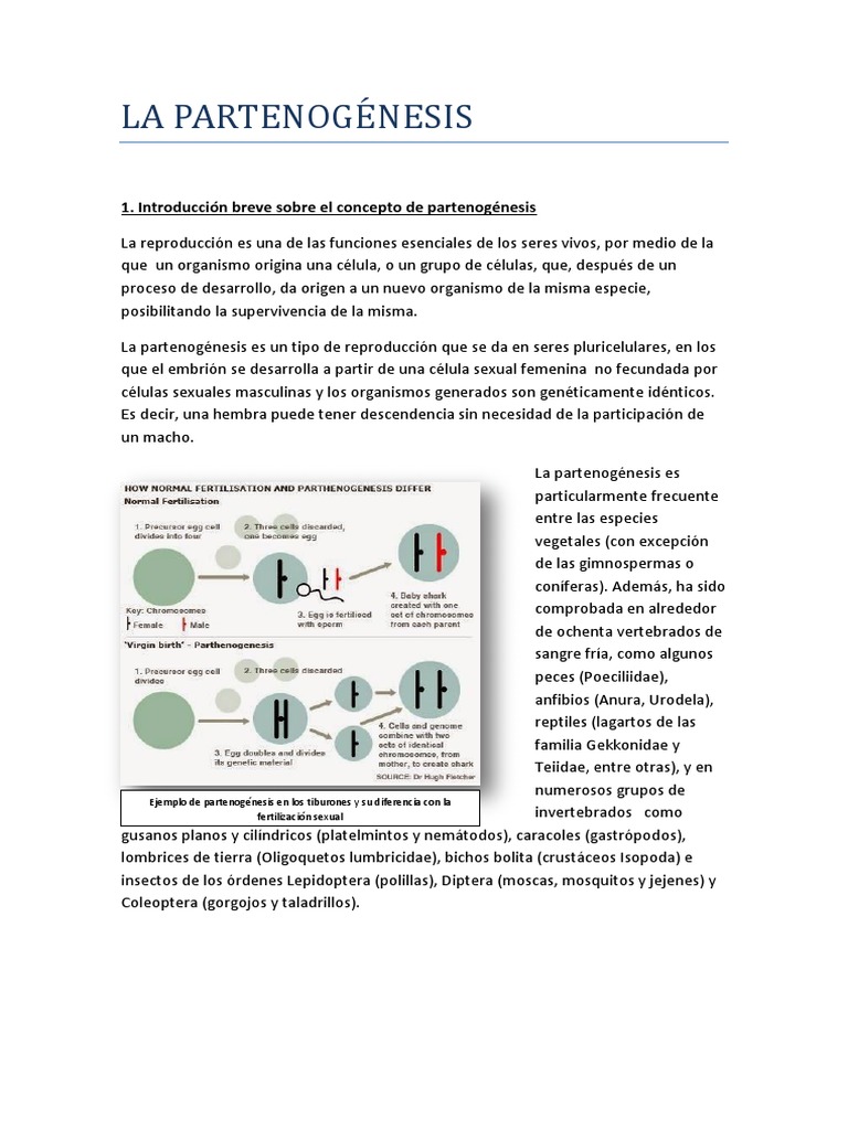 La Partenogénesis: Reproducción Asexual | PDF | Reproducción | Mitosis