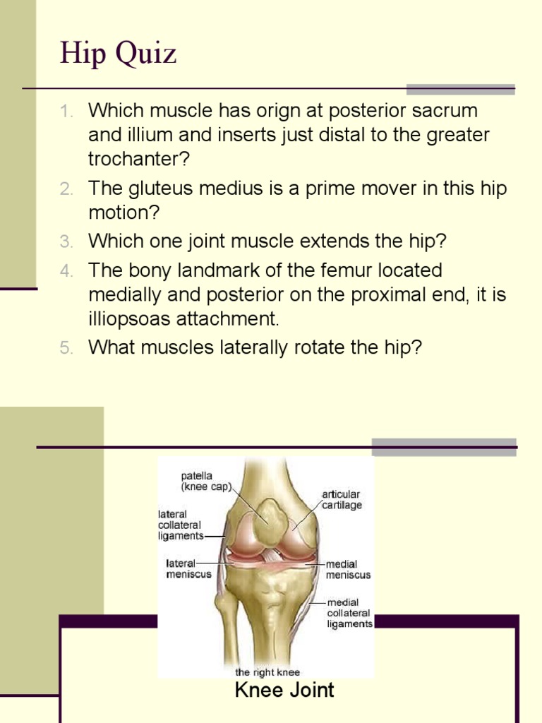 The Anatomy Of The Knee