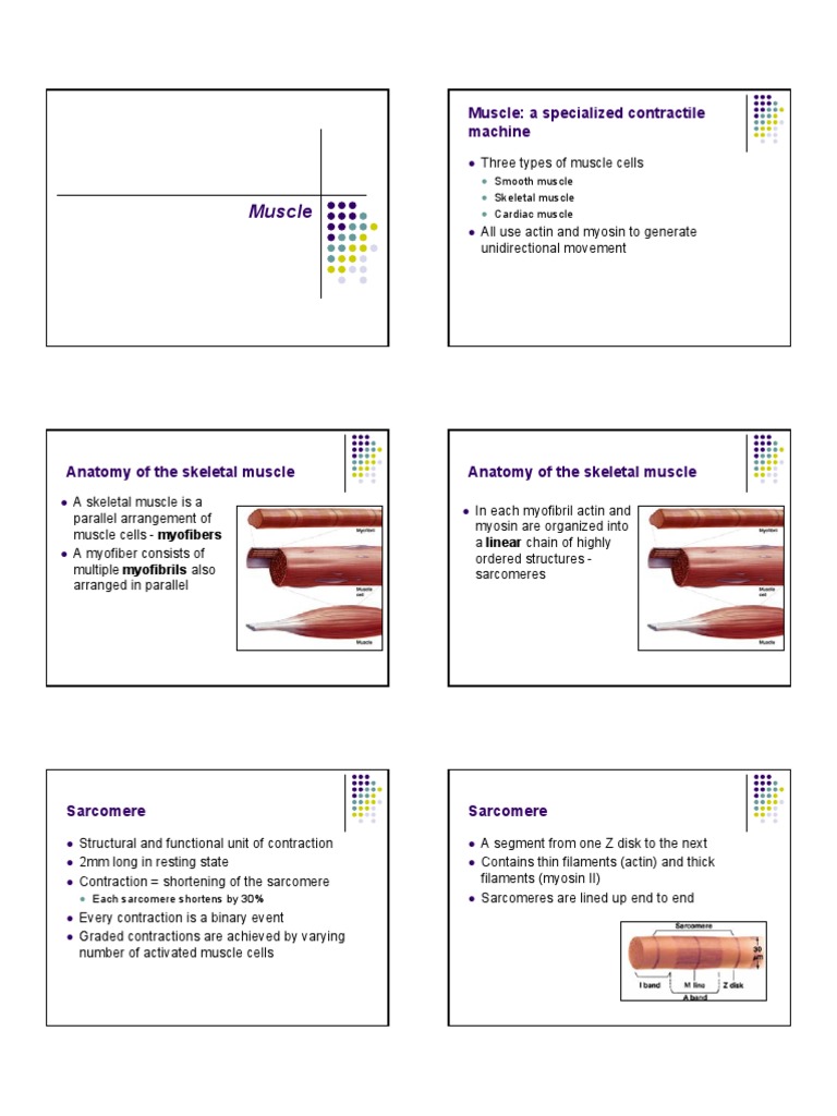 Muscle: Muscle: A Specialized Contractile Machine | PDF | Muscle ...