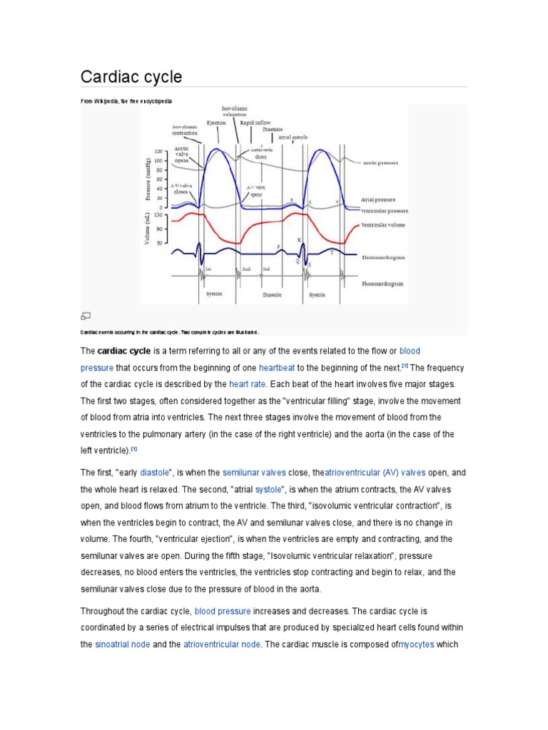 Cardiac Cycle: Blood Pressure Heartbeat Heart Rate | PDF | Heart Valve ...
