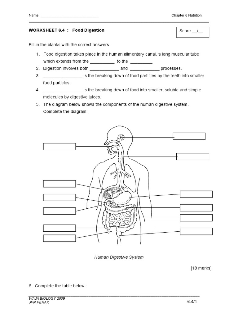 WORKSHEET 6.4 Food Digestion | PDF | Digestion | Human Digestive System