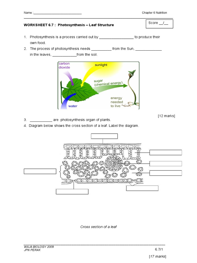 Photosynthesis Diagram Worksheet Structures Of Photosynthesis