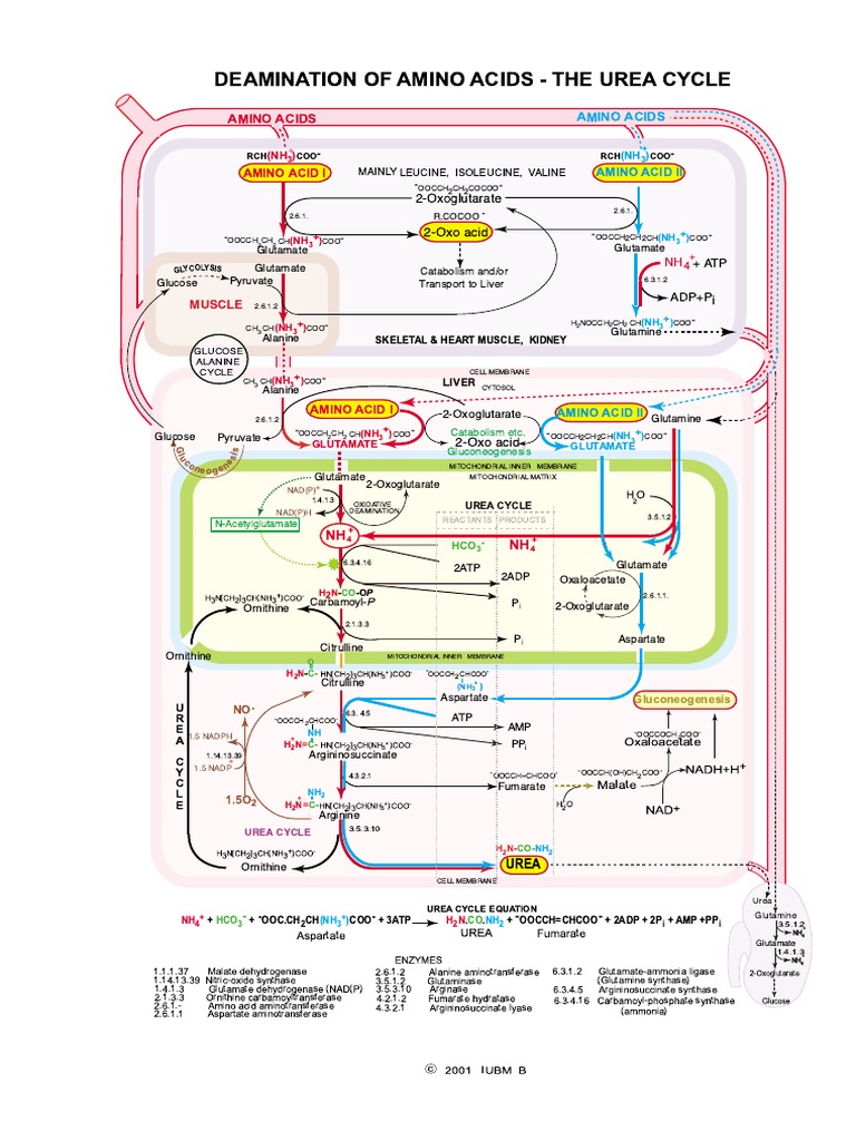 Deamination of Amino Acids - The Urea Cycle | PDF