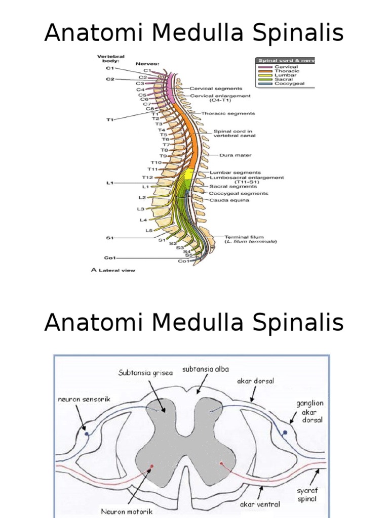 Anatomi Medulla Spinalis | PDF