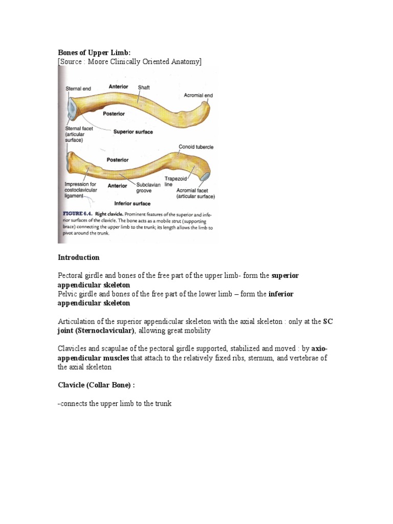Clavicle | Musculoskeletal System | Skeletal System