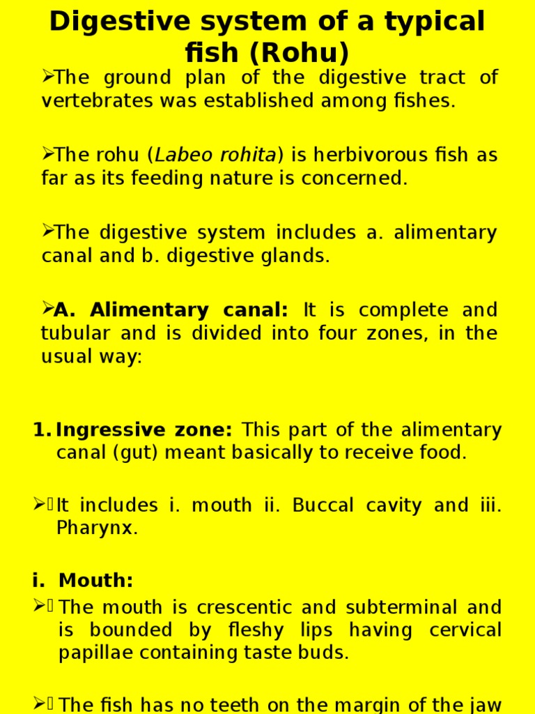 Digestive System of A Typical Fish (Rohu) | PDF | Pancreas | Human ...