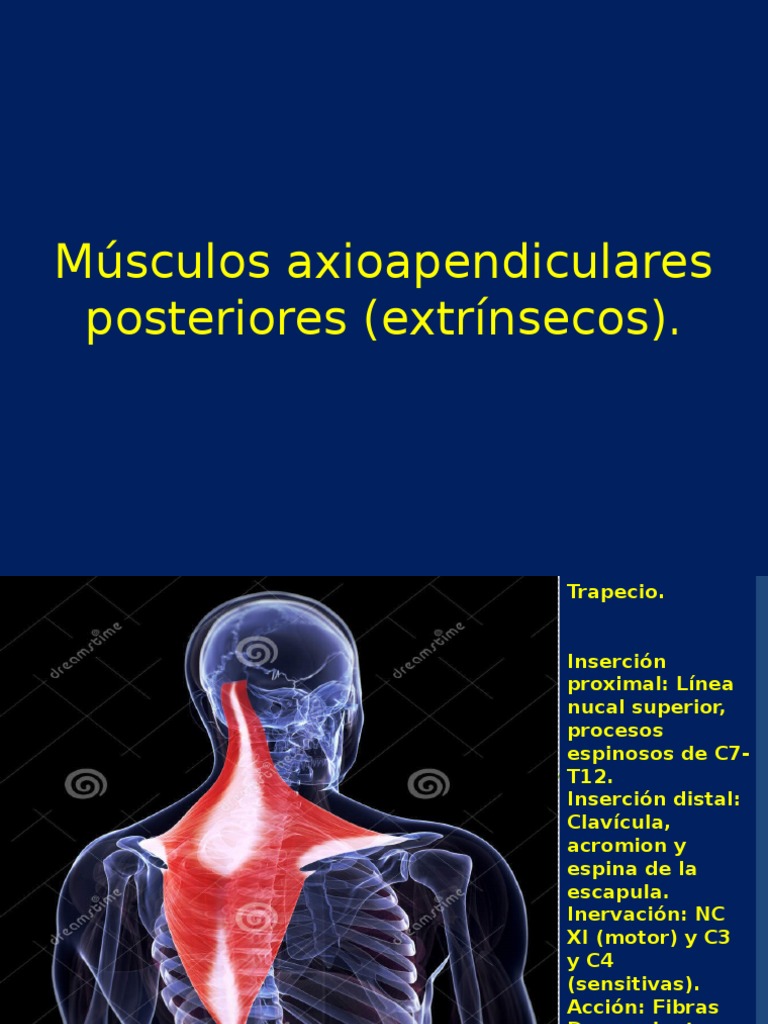 Presentacion Musculos Extrinsecos Axioapendiculares | Sistema ...
