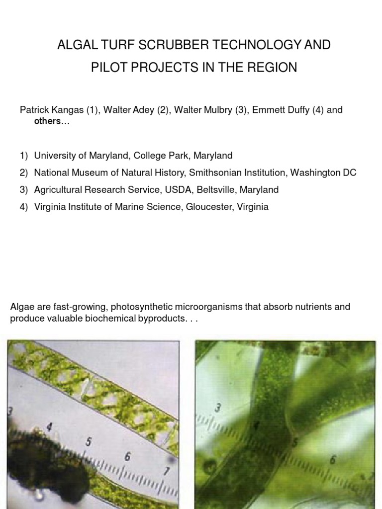 Algal Turf Scrubber Technology Overview | PDF | Algae | Systems Ecology