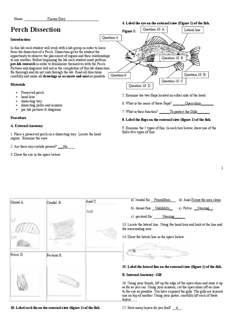 Perch Dissection-1 | PDF | Esophagus | Anatomical Terms Of Location
