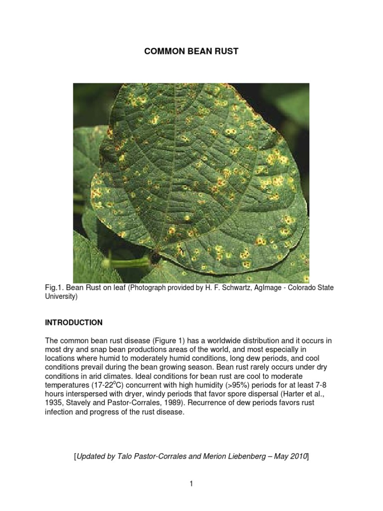 Common Bean Rust | PDF | Botany | Plants