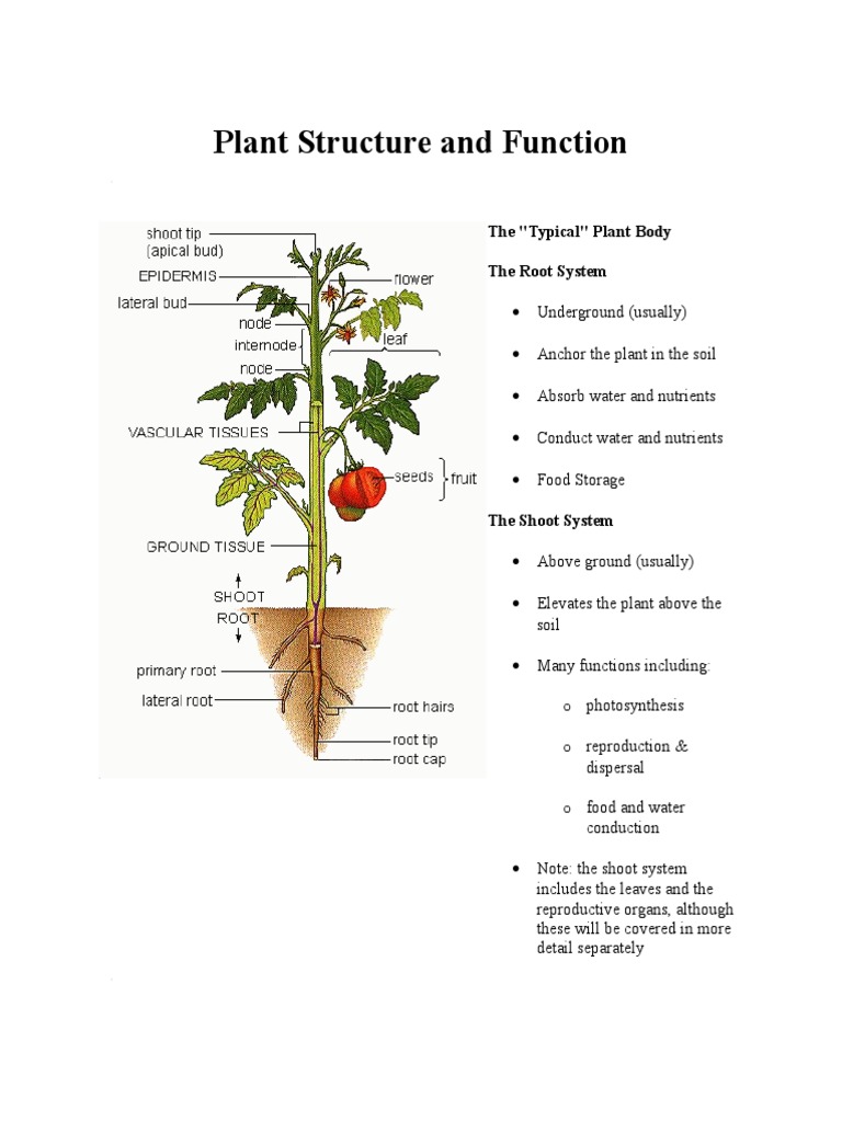 Plant Structure and Function | PDF | Bark | Plant Stem