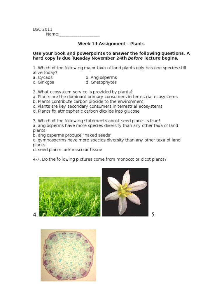 Week 14 Assignment Plants | PDF | Plants | Organisms