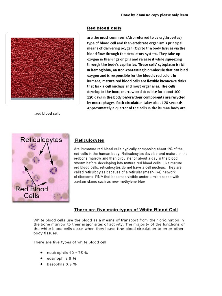Red Blood Cells | PDF | White Blood Cell | Granulocyte