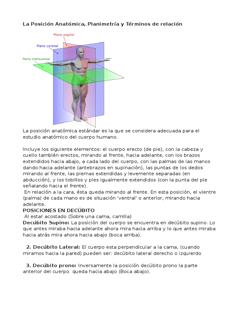 La Posición Anatómica, Planos Anatomicos, Terminologia Anatomica de ...