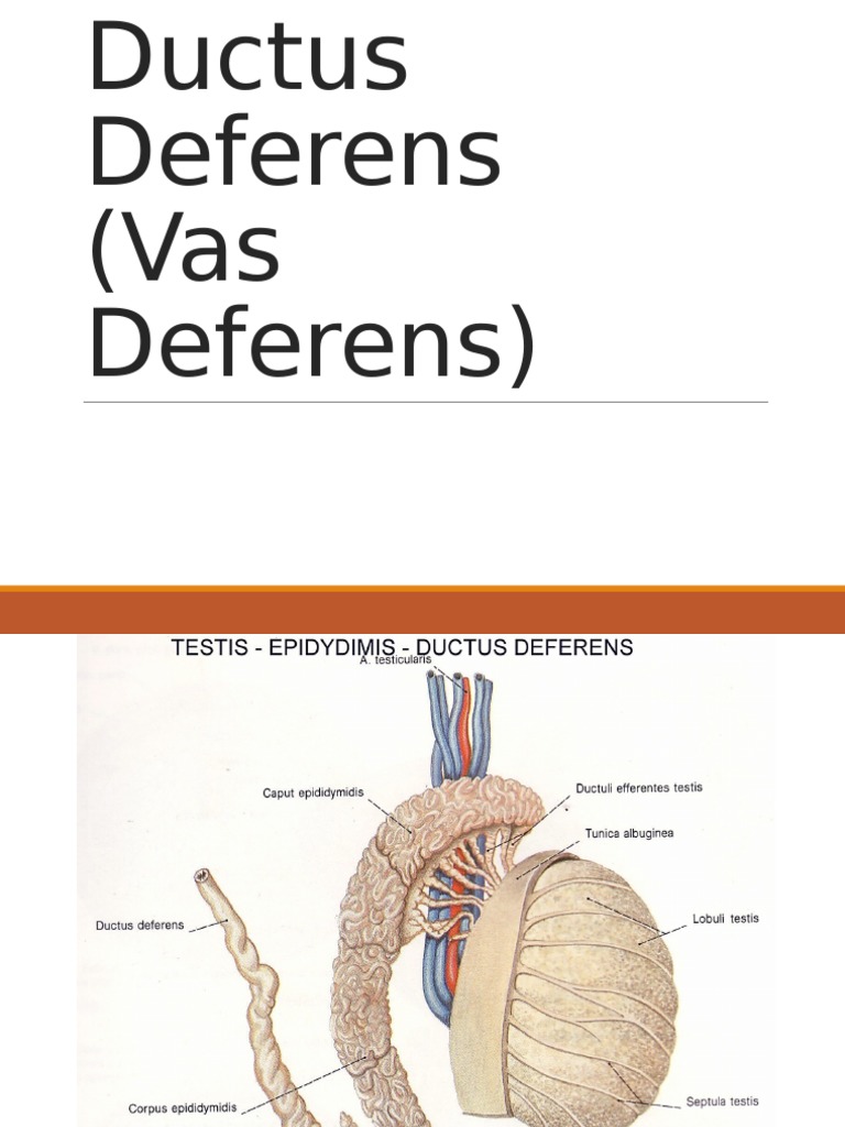 Anatomi Ductus Deferens | PDF