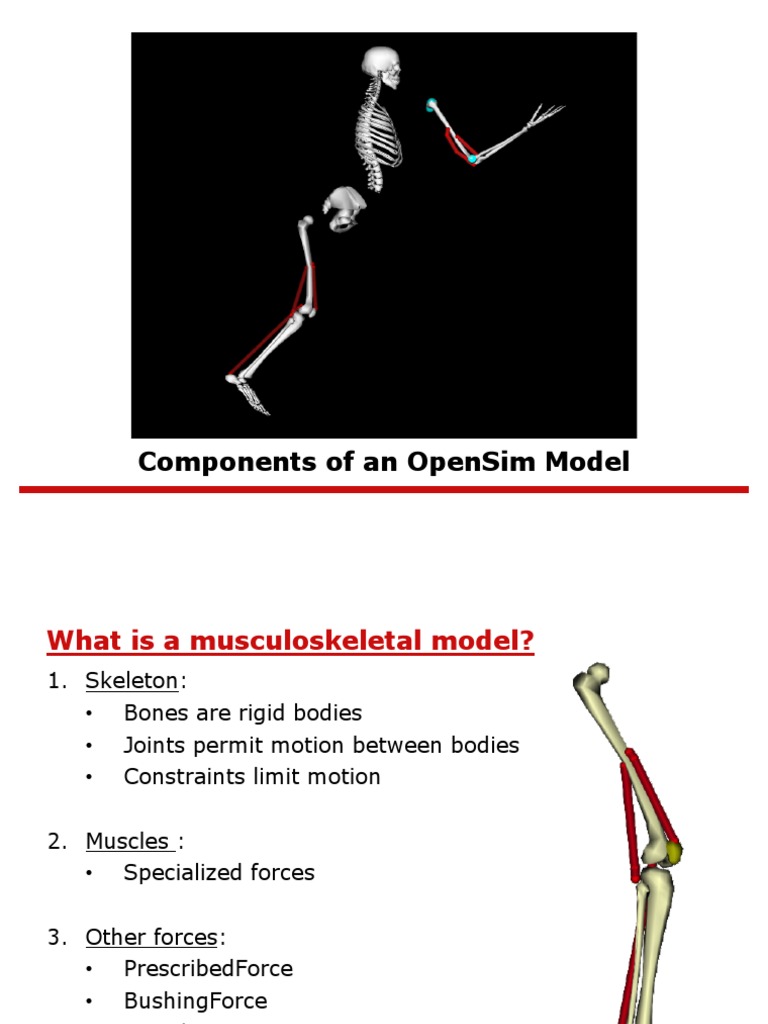 Intro To Opensim Pdf Kinematics Mechanics