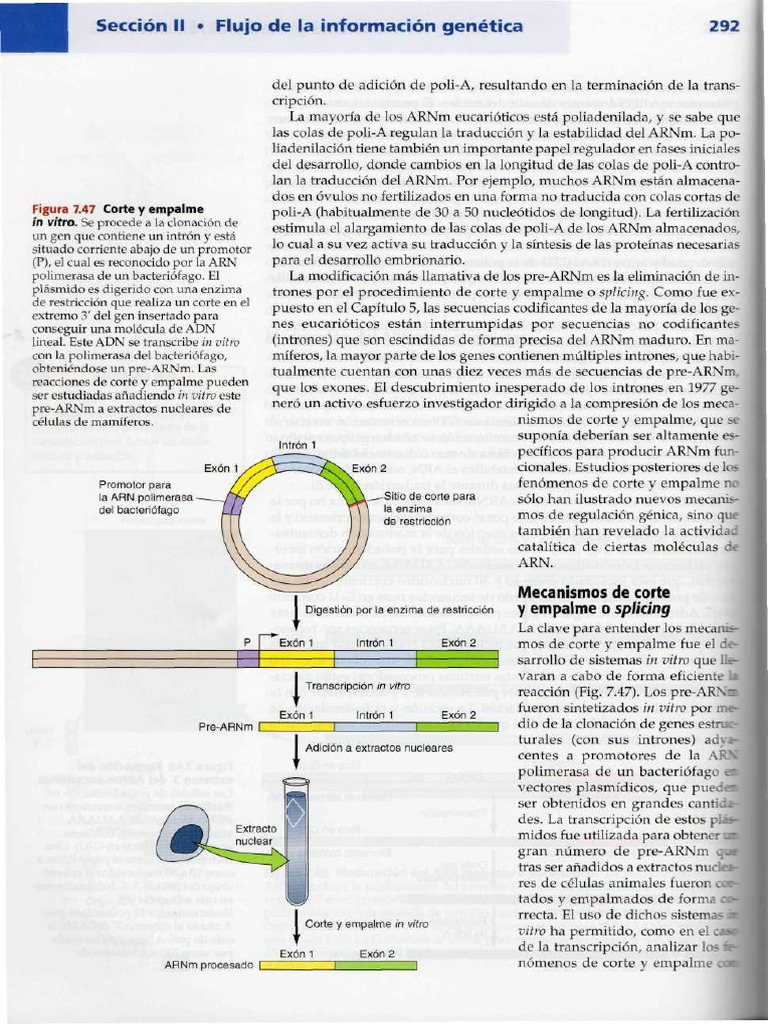 Splicing LA CELULA | Splicing alternativo | Messenger Rna