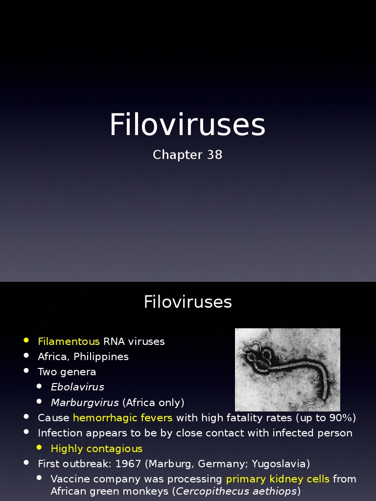 12 Filoviruses (1).ppt | Ebola Virus Disease | Interferon