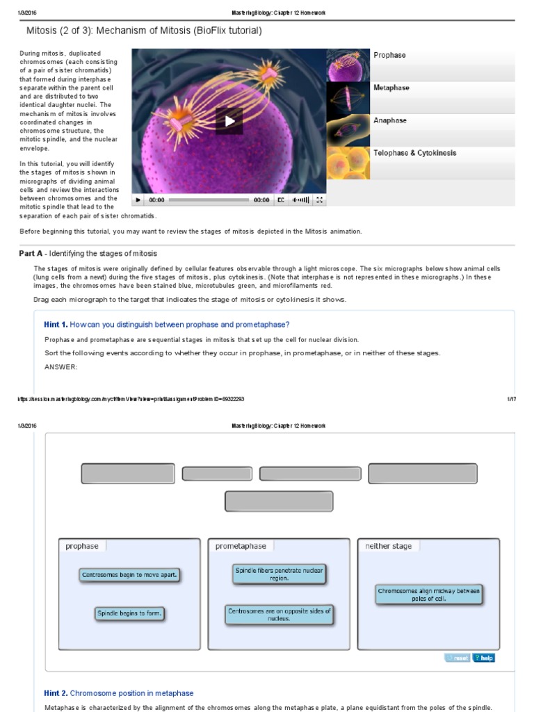 Stages Of Meiosis 1 And 2 Masteringbiology