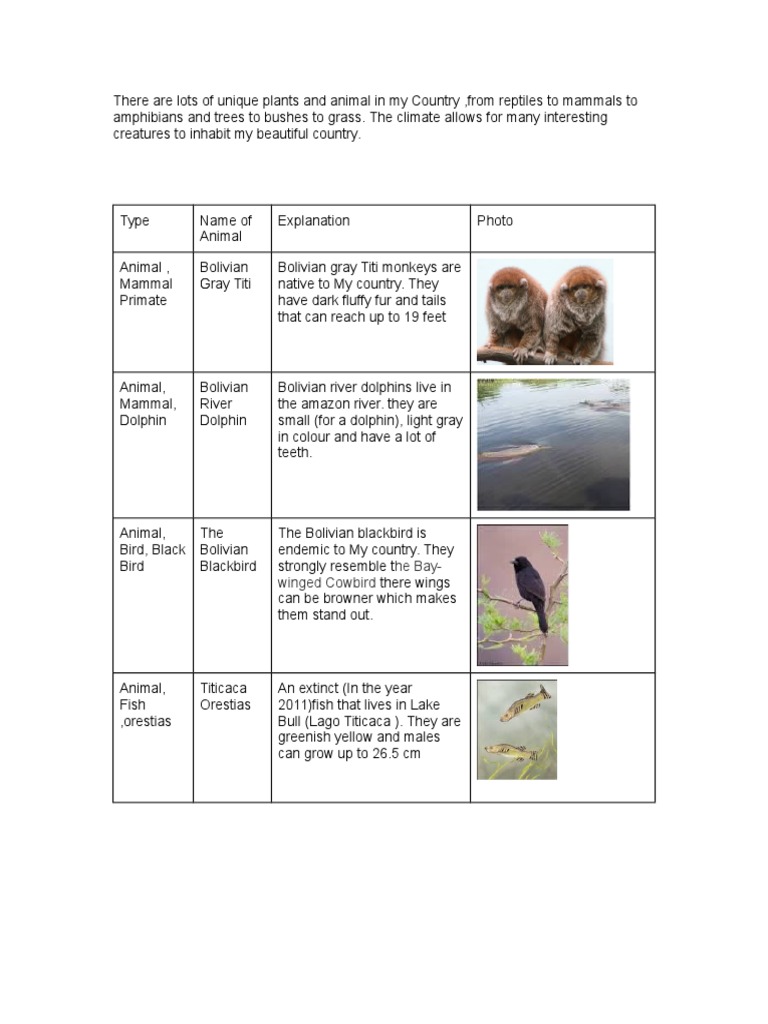 MC Animal | PDF