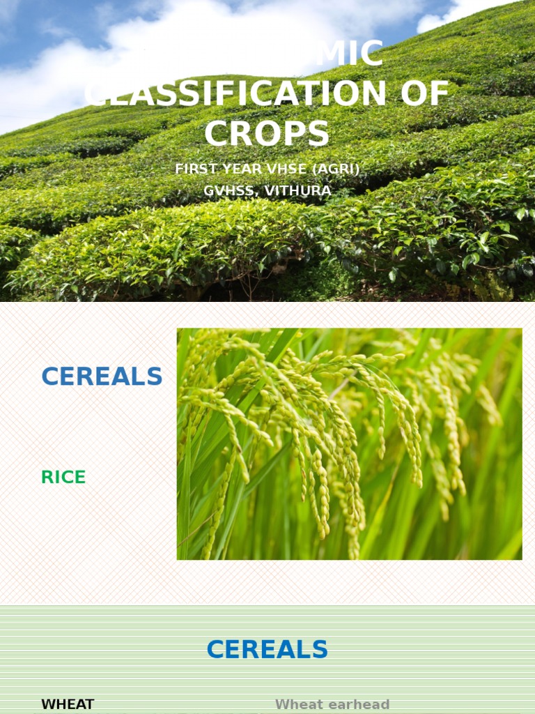 Agronomic Classification of Crops | PDF | Crops | Legume