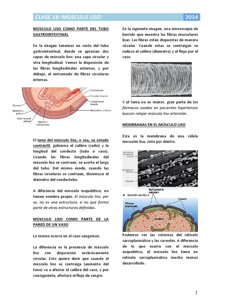 Estructura y Función del Músculo Liso | PDF | Contracción muscular ...