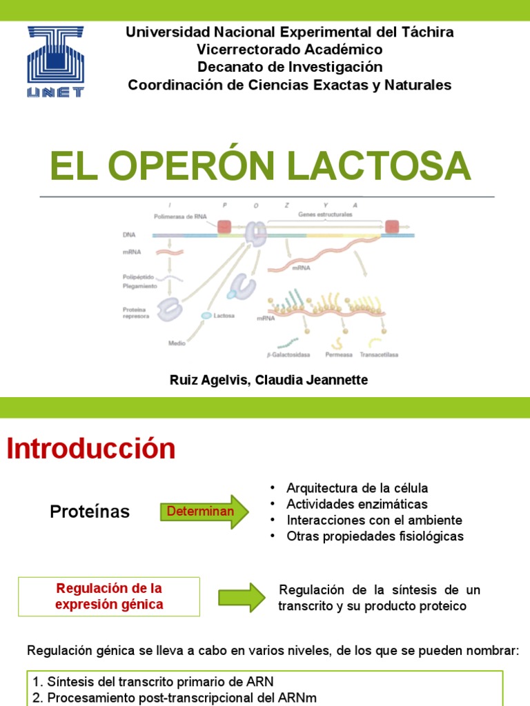 El Operón Lactosa | Operón | La expresion genica