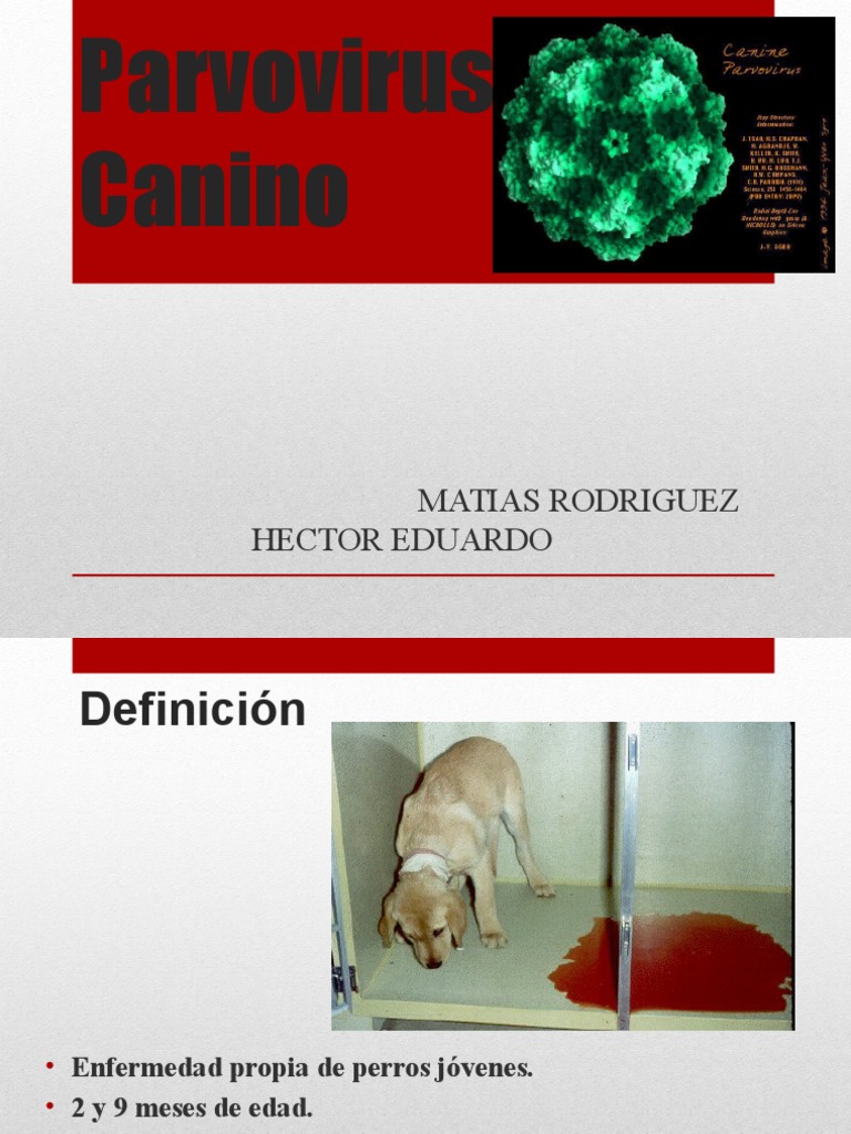 Parvovirus Canino | Enfermedades y trastornos | Microbiología