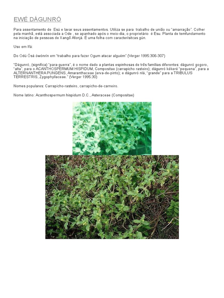 Carrapicho Rasteiro | PDF | Santeria | Plantas