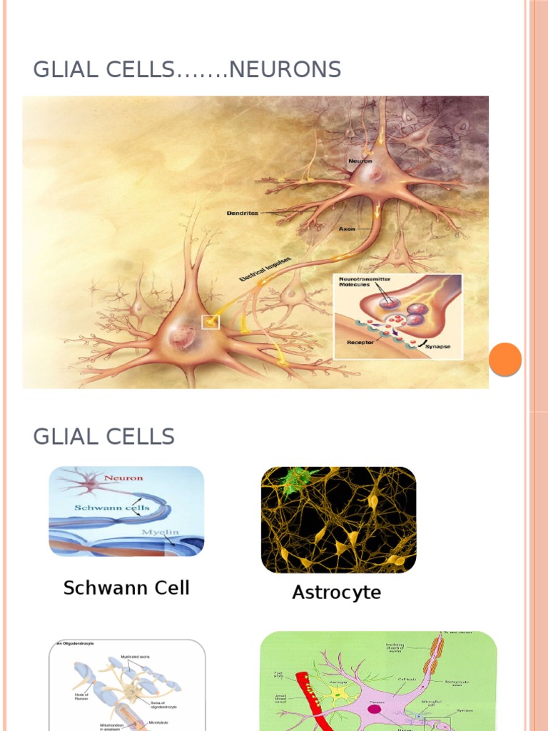Sol Intracranial | Brain Tumor | Animal Anatomy