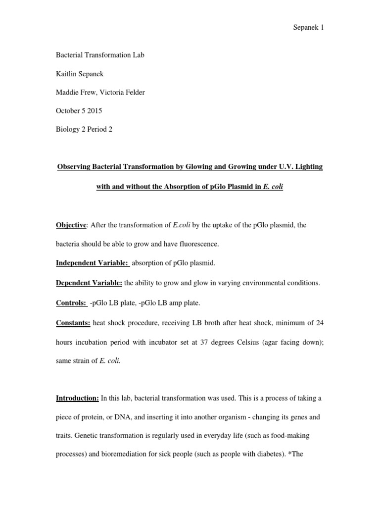 Bacterial Transformation Lab | PDF | Transformation (Genetics) | Bacteria