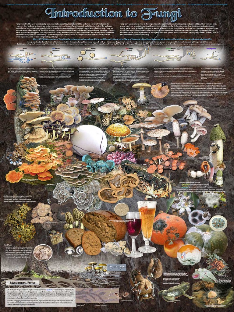 Introduction To Fungi PDF | PDF