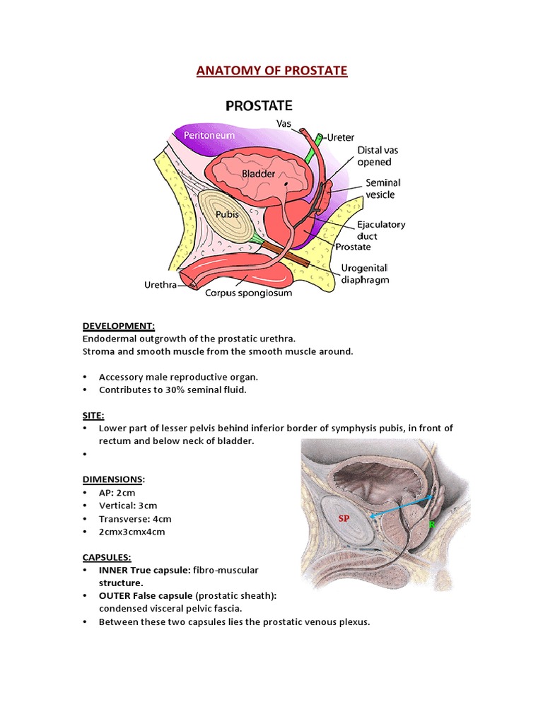Anatomy of Prostate