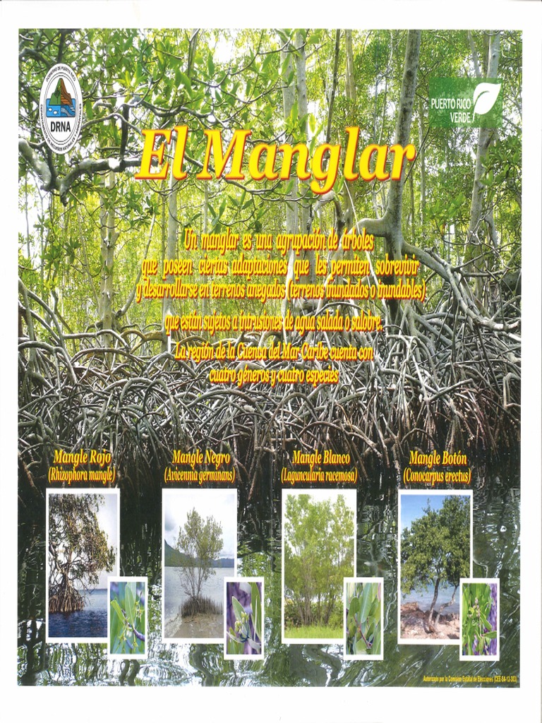 El Manglar - Puerto Rico | PDF