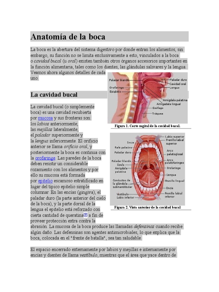 Anatomía de La Boca | PDF | Saliva | Diente