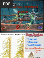 Laminación de Rexed | PDF | Médula espinal | Cerebelo