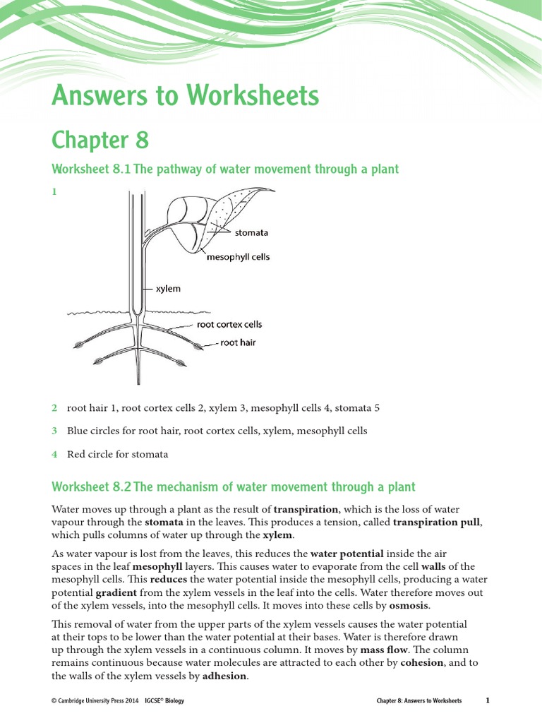 Water Movement Pathways in Plants | PDF