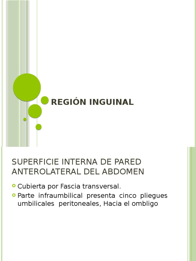 Anatomia de Region Inguinal | Abdomen | Testículo