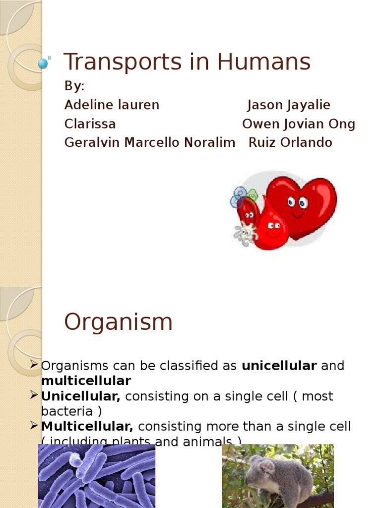 IGCSE Biology Transport in Humans Summary | PDF | Artery | Atrium (Heart)